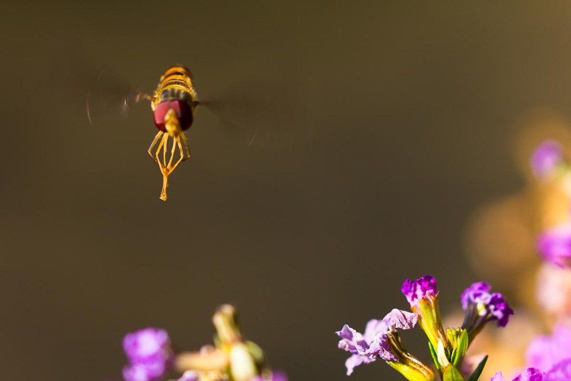 How to Keep Bees Away from the Pool: 8 Methods to Try