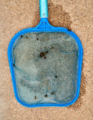 How to Keep Bees Away from the Pool: 8 Methods to Try