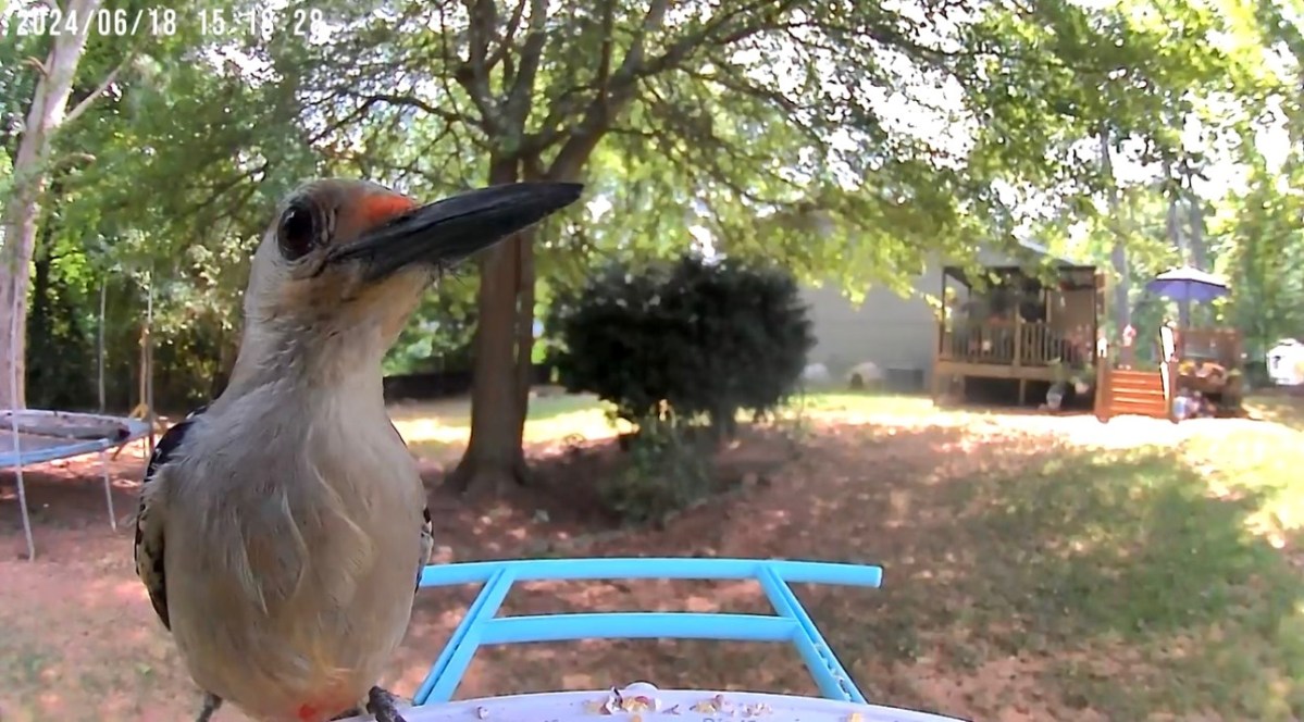 The Best Bird Feeder Cameras, Tested and Reviewed