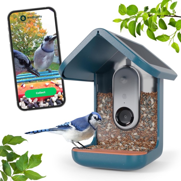 The Best Bird Feeder Cameras, Tested and Reviewed