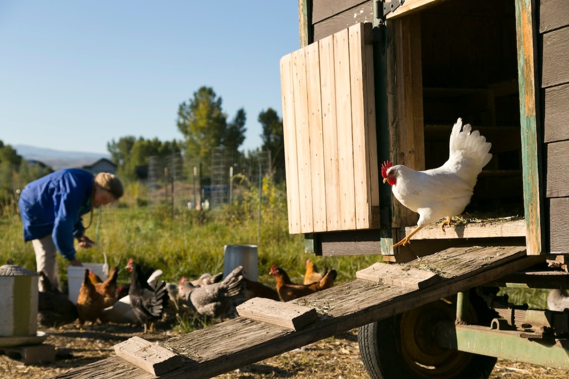 How to Build a Chicken Coop: Basics Every Backyard Keeper Should Know