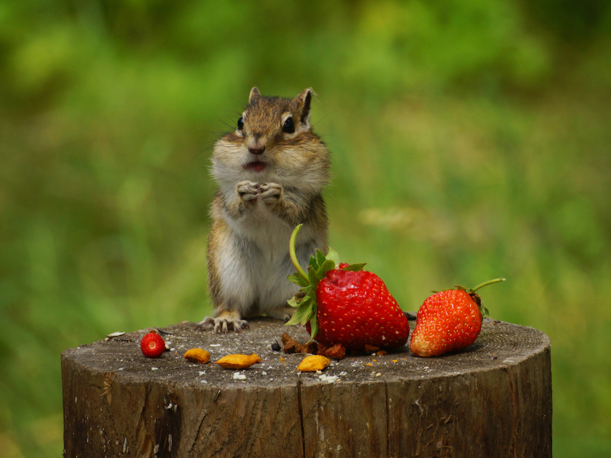 How to Get Rid of Chipmunks Humanely, According to Experts
