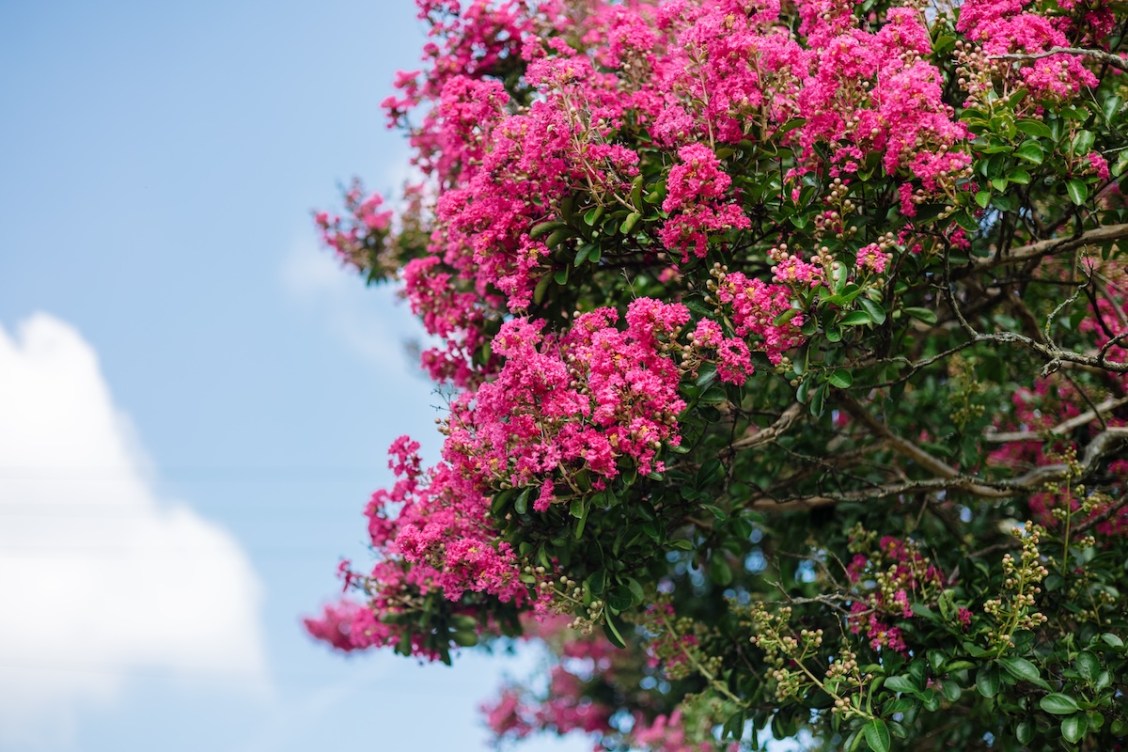 13 Flowering Shrubs for a Standout Home Landscape - Bob Vila