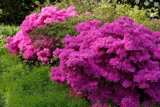 13 Flowering Shrubs for a Standout Home Landscape - Bob Vila