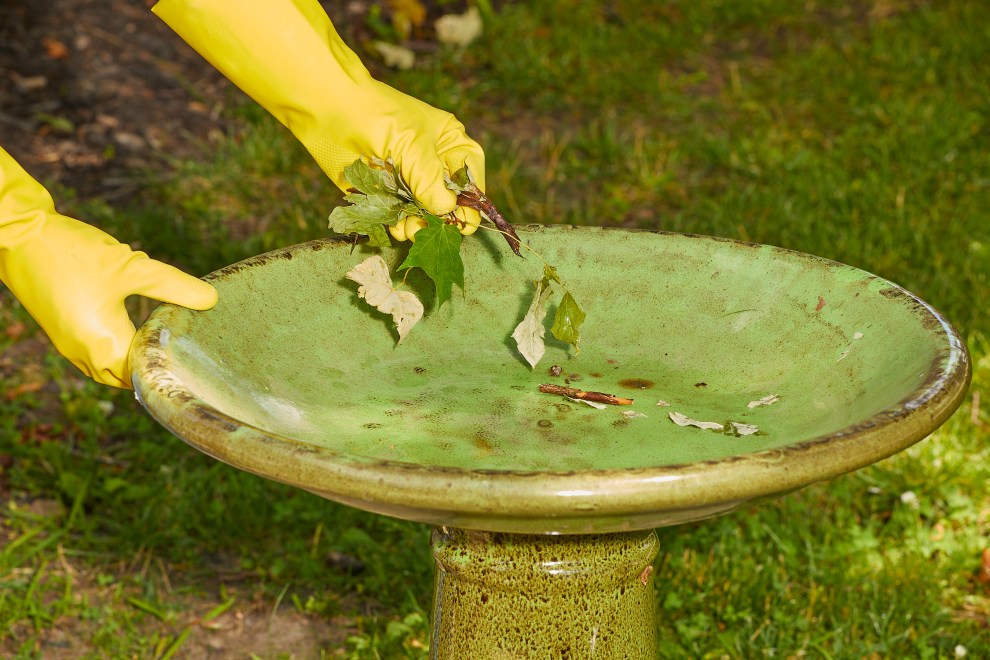 How to Clean a Bird Bath the Right Way