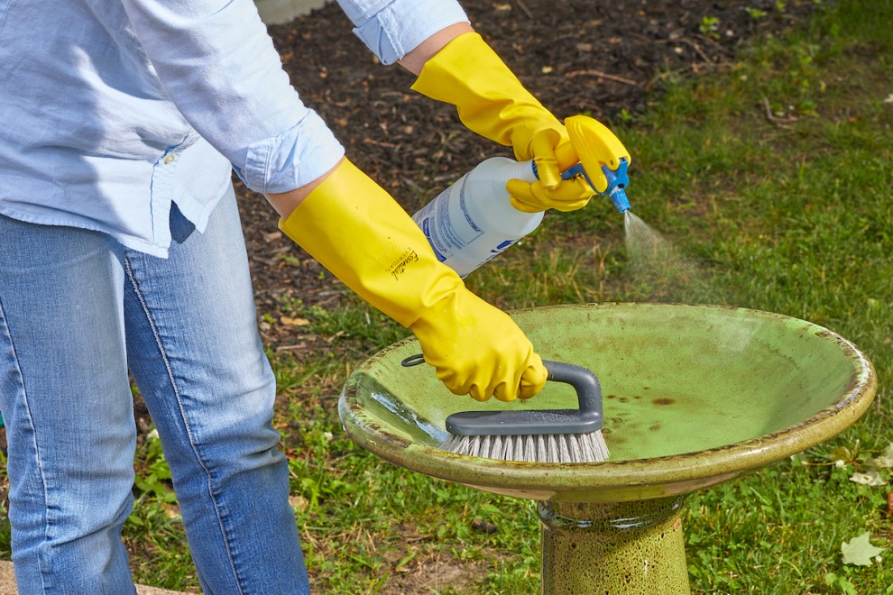 How to Clean a Bird Bath the Right Way