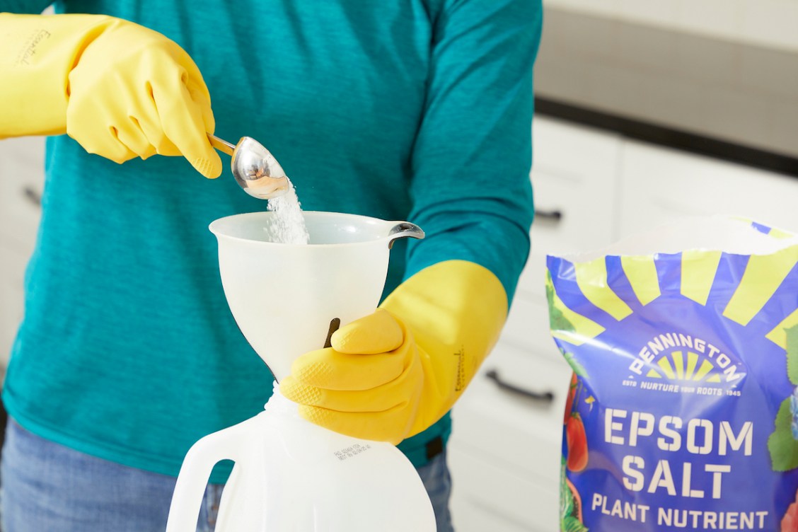 Homemade Plant Food Recipe for Indoor and Outdoor Plants