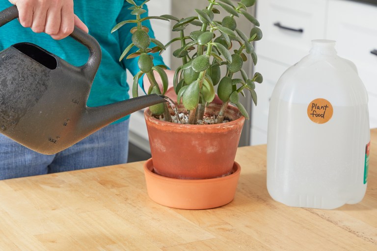 Homemade Plant Food Recipe for Indoor and Outdoor Plants