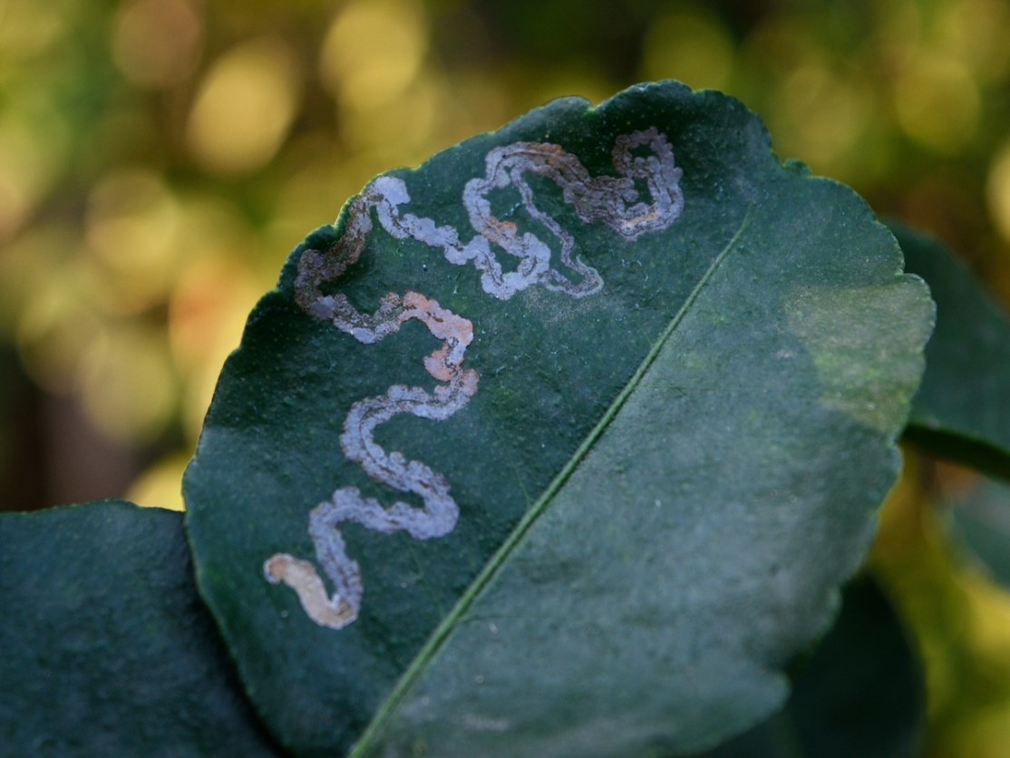 How to Get Rid of Leaf Miners Organically in 5 Steps - Bob Vila