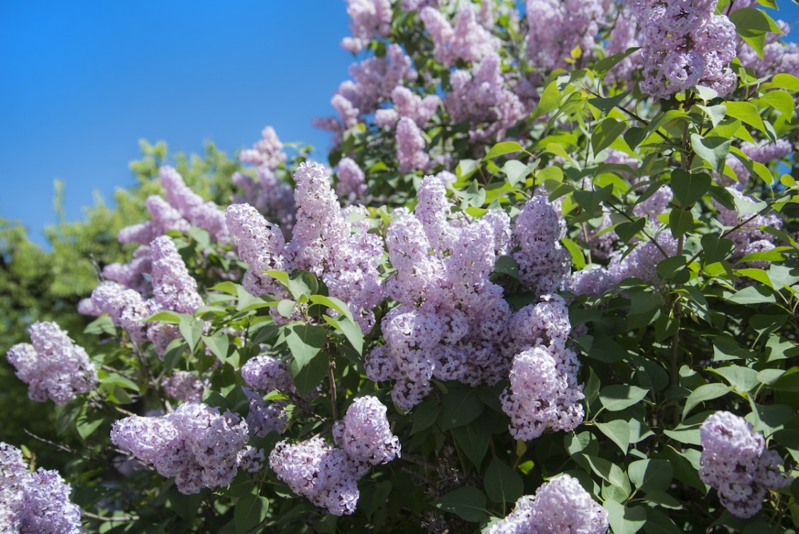 13 Flowering Shrubs for a Standout Home Landscape - Bob Vila