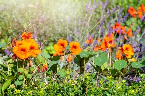 How to Grow Nasturtium, a Favorite Plant for Gardeners Everywhere
