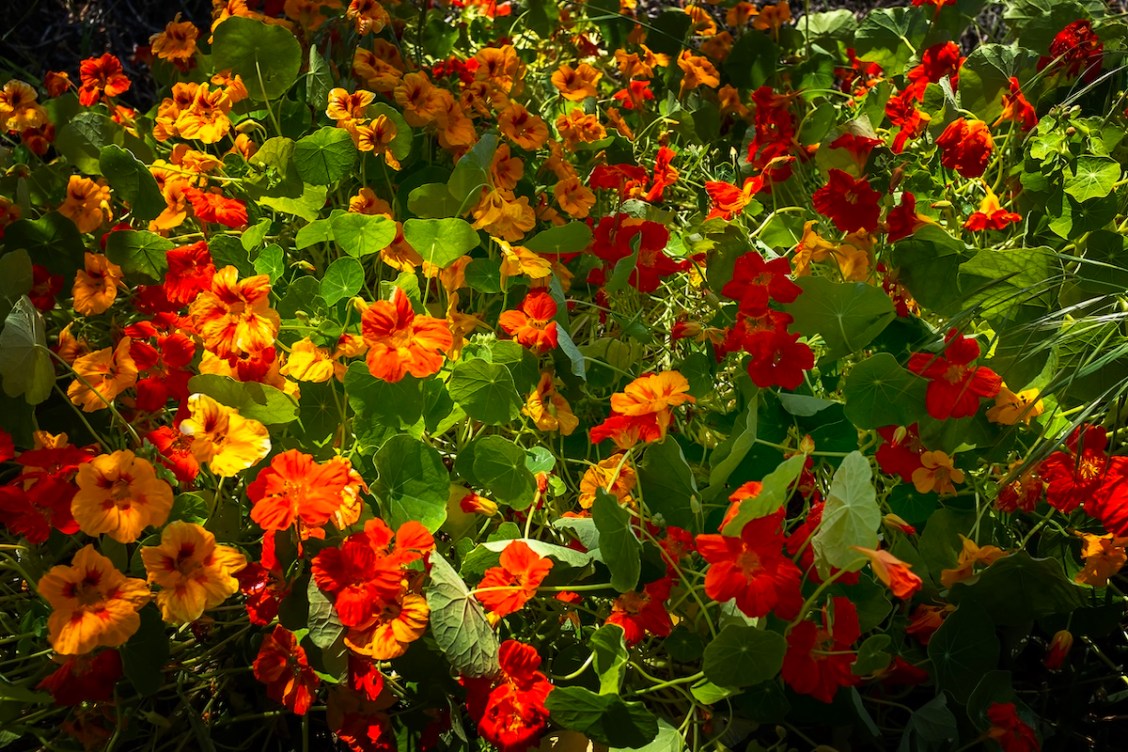 How to Grow Nasturtium, a Favorite Plant for Gardeners Everywhere