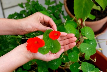 how-to-grow-nasturtium-a-favorite-plant-for-gardeners-everywhere
