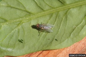 How to Get Rid of Leaf Miners Organically in 5 Steps - Bob Vila