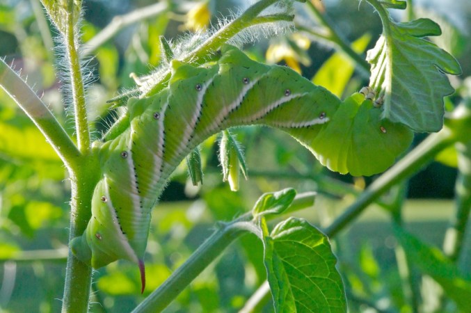 How to Get Rid of Tomato Hornworms Naturally - Bob Vila