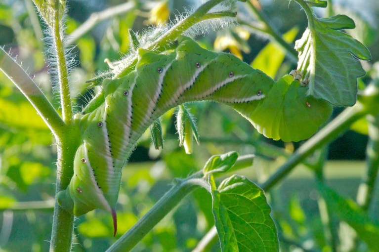 How to Get Rid of Tomato Hornworms Naturally - Bob Vila