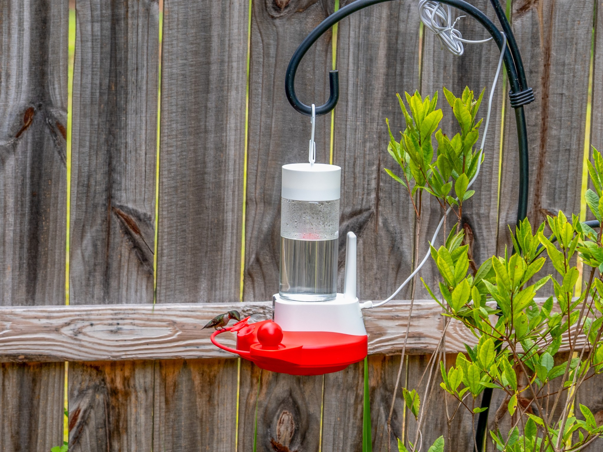 A Birdfy Hum Feeder Camera Review: Hummingbirds in High-Res