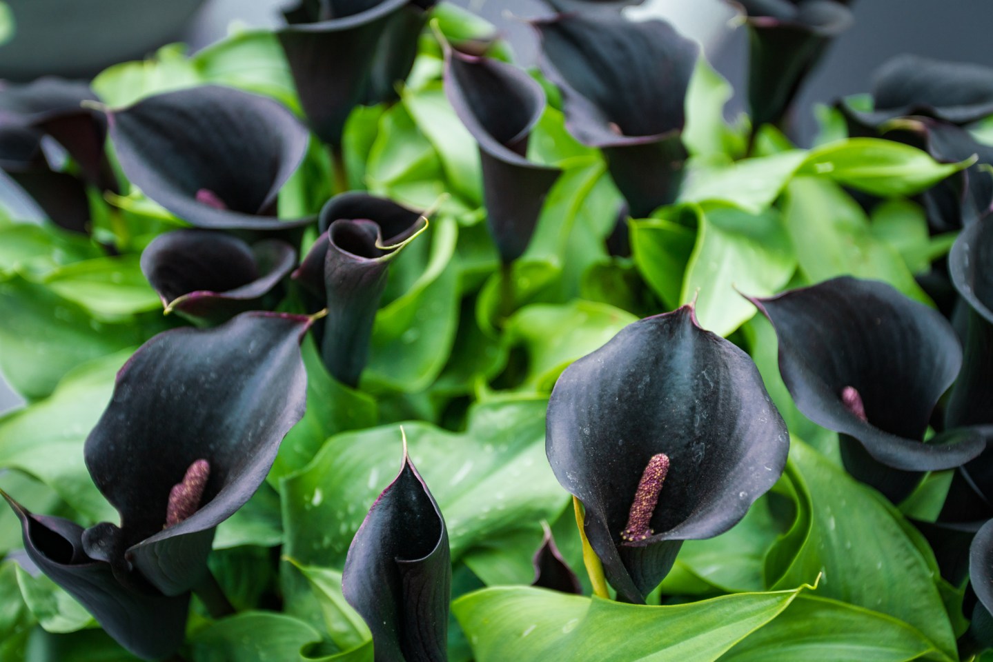 11 Stunning Black Flowers to Grow for Garden Drama