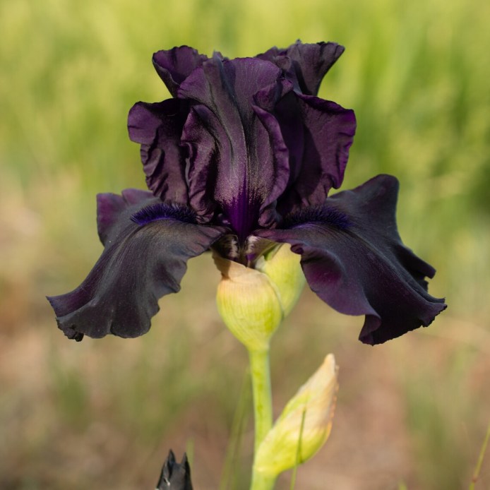 11 Stunning Black Flowers to Grow for Garden Drama