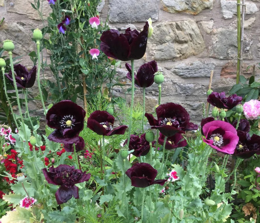 11 Stunning Black Flowers to Grow for Garden Drama