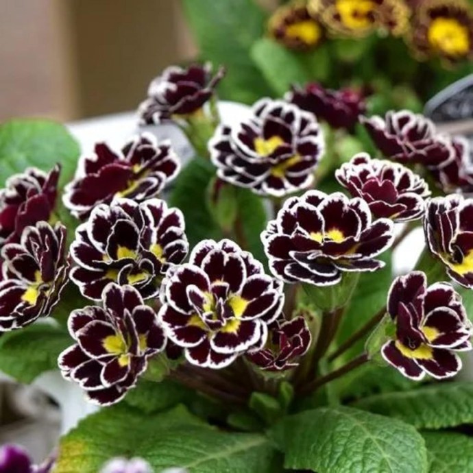 11 Stunning Black Flowers to Grow for Garden Drama
