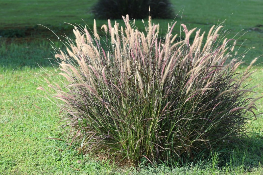 The 22 Best Ornamental Grasses for Adding Drama to Your Property