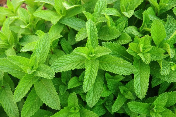 19 Plants You Should Never Grow in Your Yard