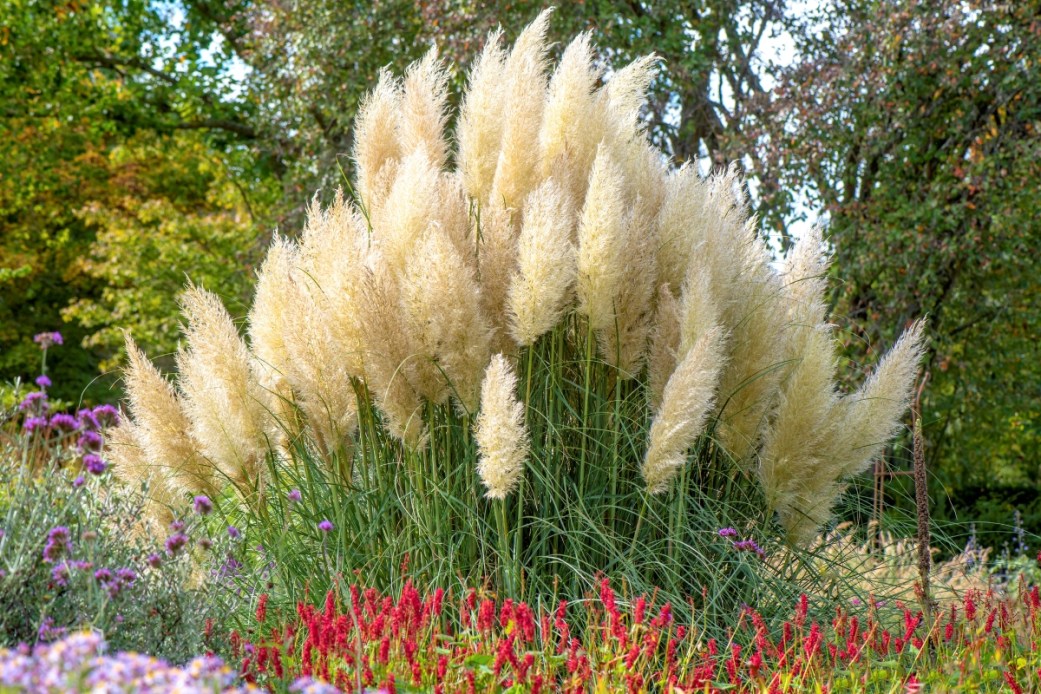 The 22 Best Ornamental Grasses for Adding Drama to Your Property