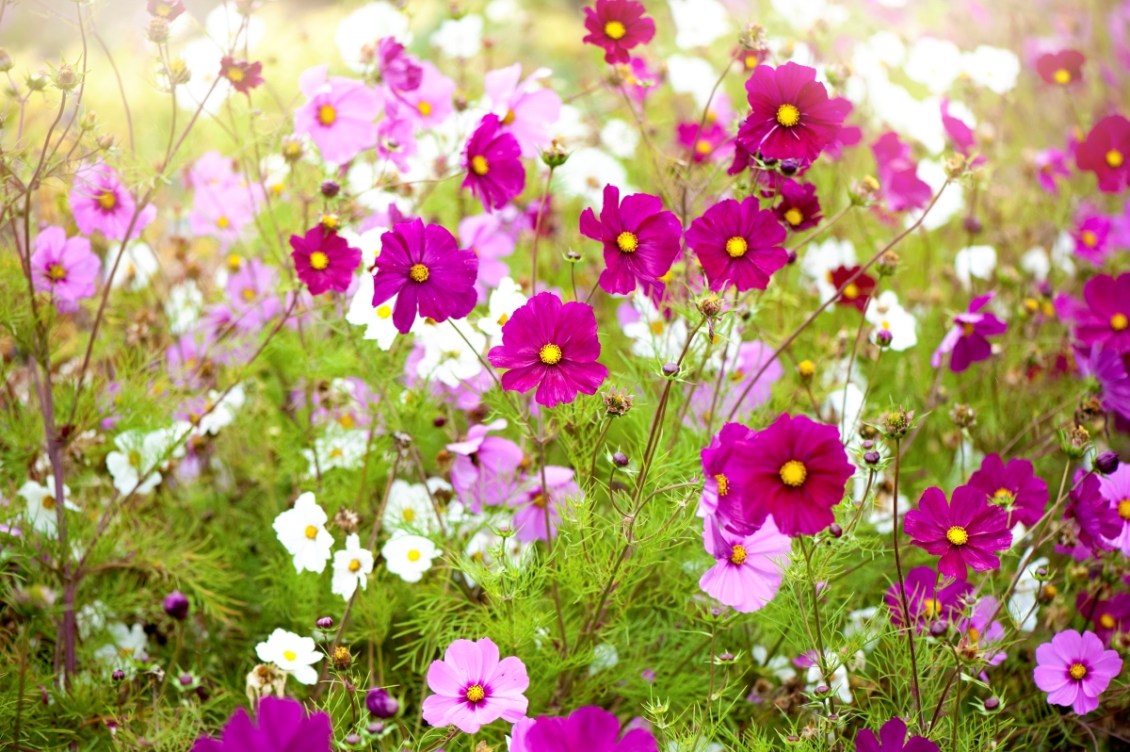 15 Cut Flowers to Grow for Stunning Homemade Bouquets