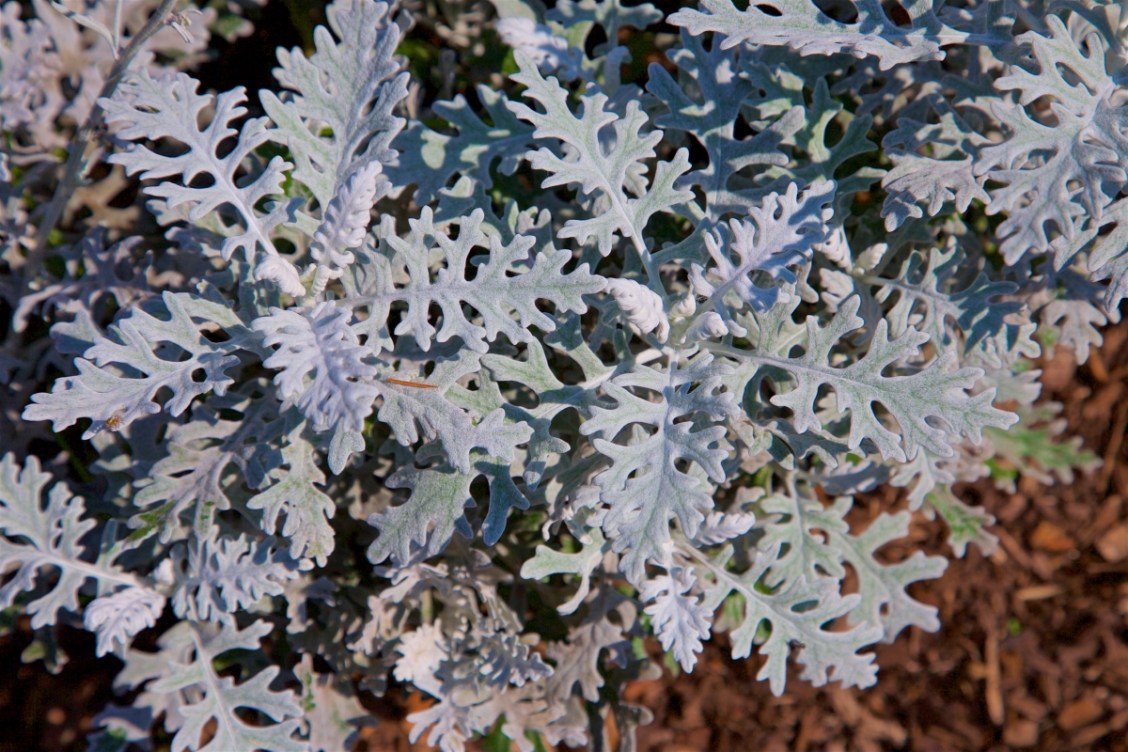 20 Window Box Flowers and Plants for Year-Round Curb Appeal