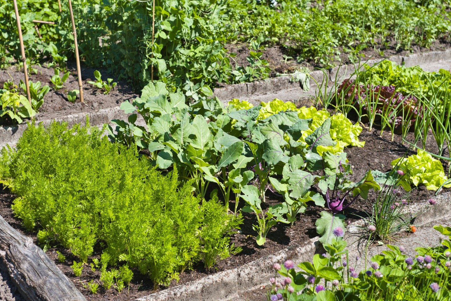 Fall Companion Planting: 7 Keys to Success, According to Experts