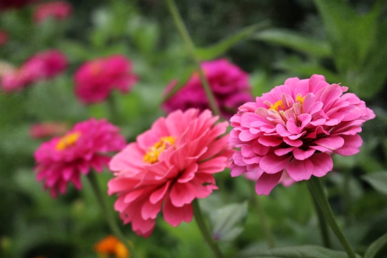 15 Cut Flowers to Grow for Stunning Homemade Bouquets