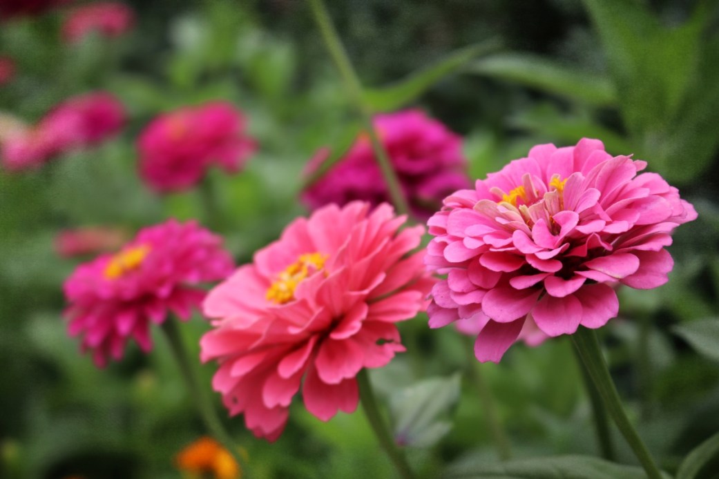 15 Cut Flowers to Grow for Stunning Homemade Bouquets