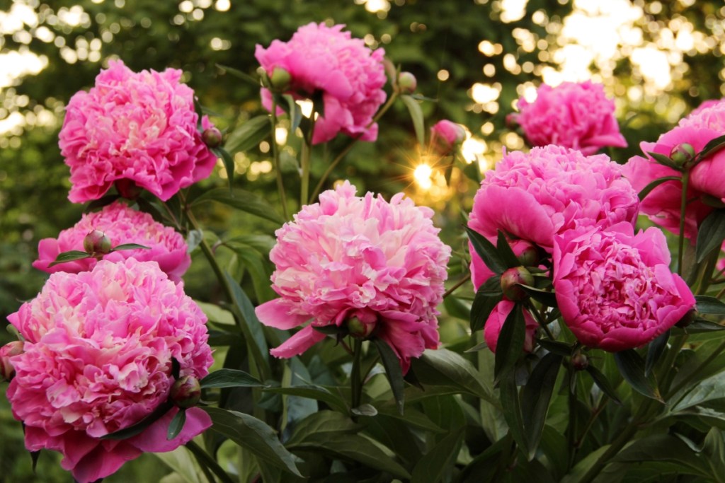 15 Cut Flowers to Grow for Stunning Homemade Bouquets