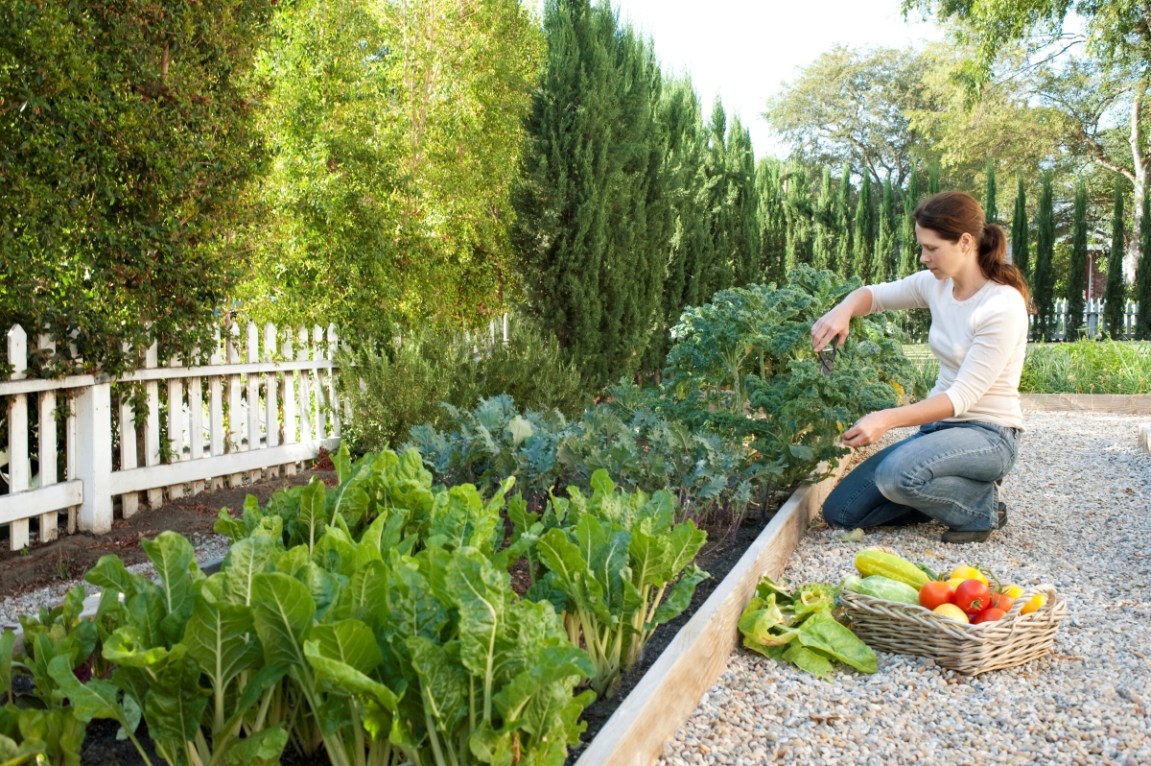 How to Grow a Cut and Come Again Garden, According to Experts
