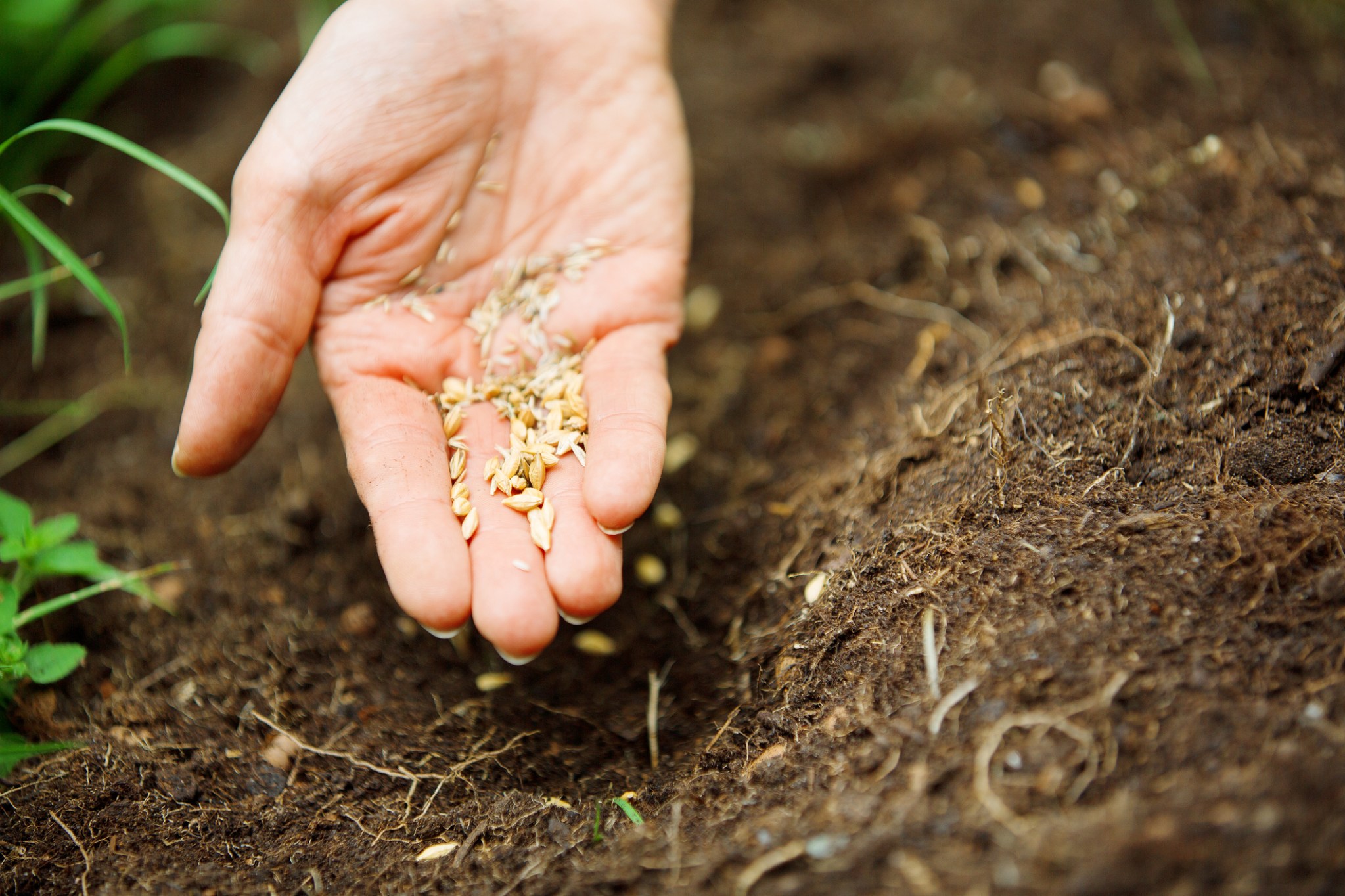 5 Smart Ways to Gather Free Seeds for Your Home Garden