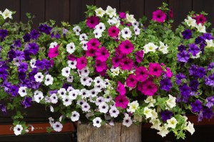 20 Window Box Flowers and Plants for Year-Round Curb Appeal