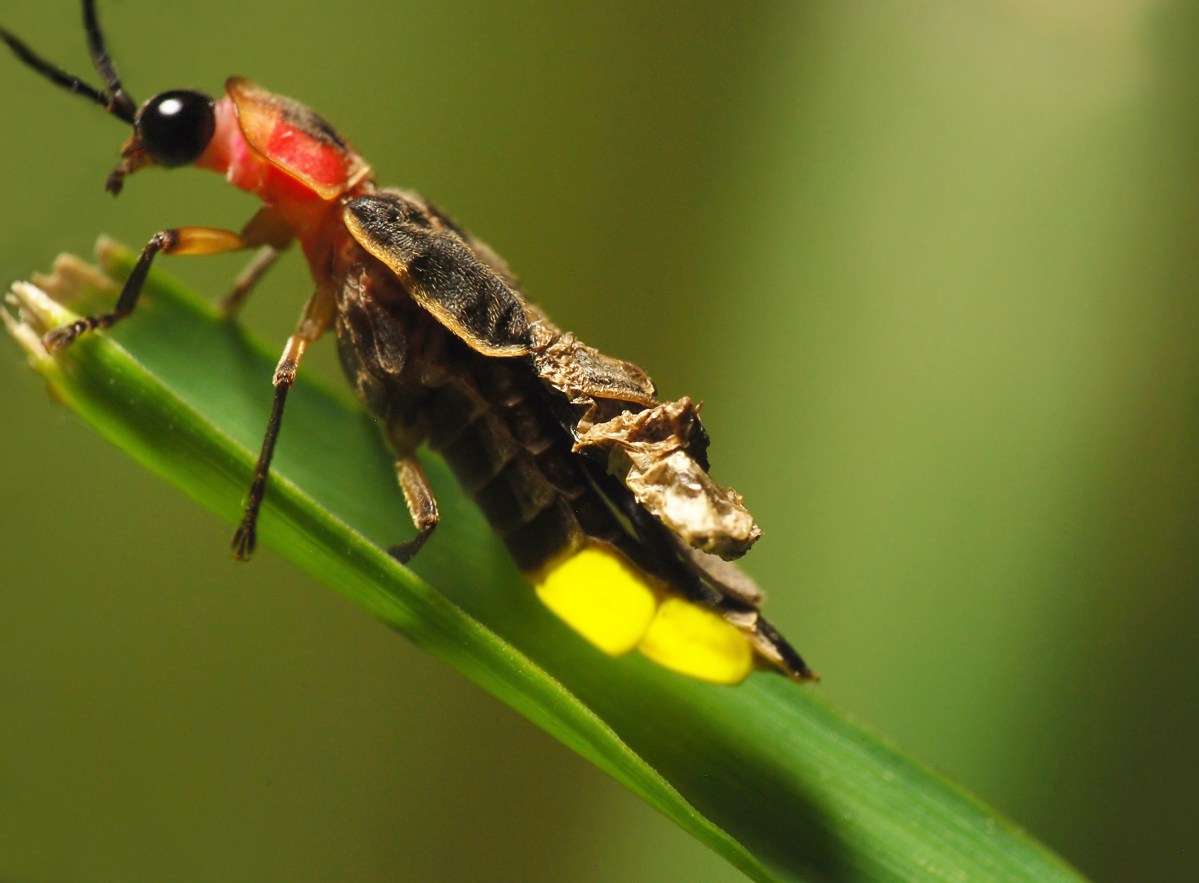 It May Soon Be Harder to Spot the Flicker of Fireflies