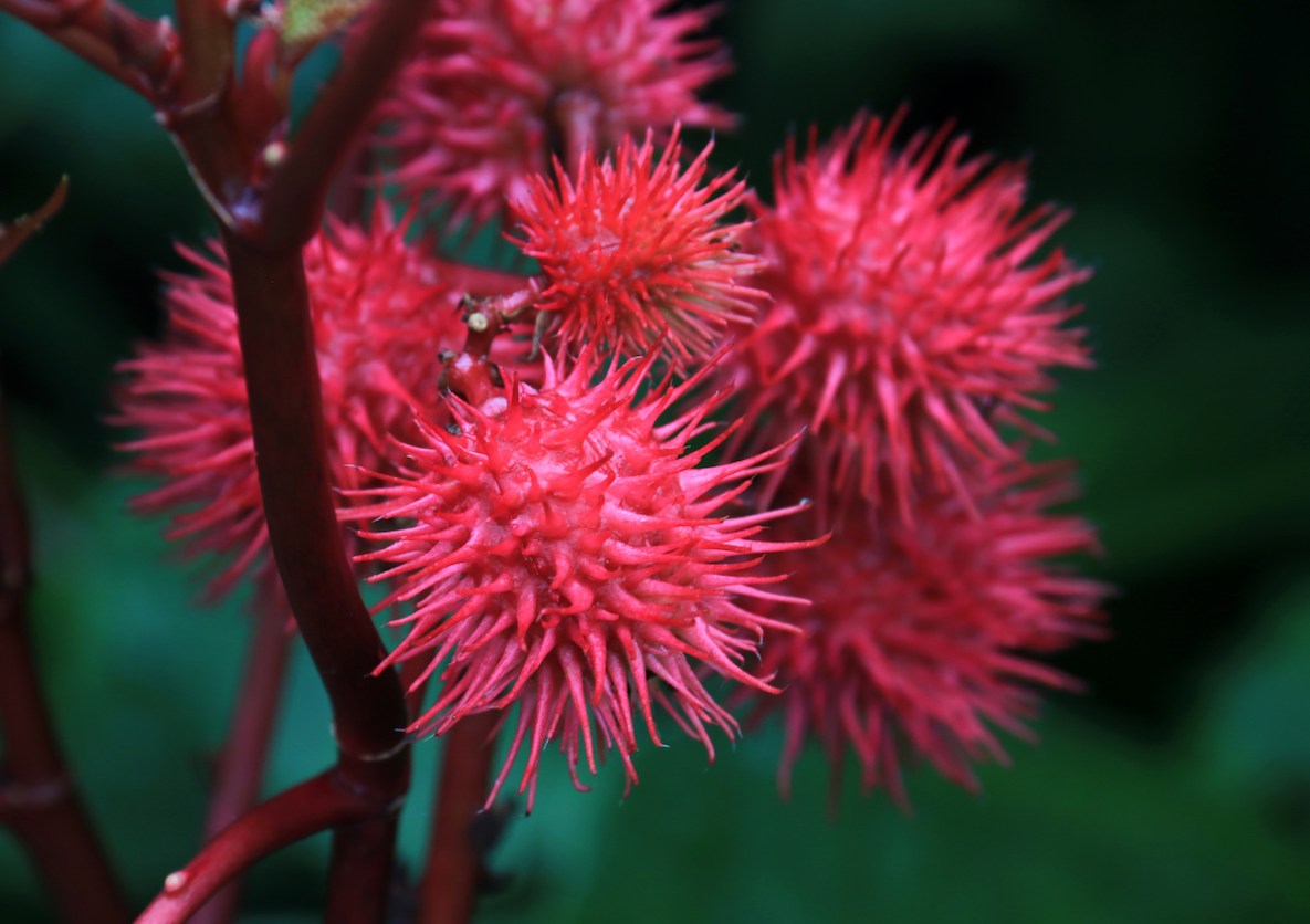 19 Plants You Should Never Grow in Your Yard