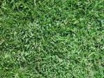 Buffalo Grass: The Ultimate Low-Maintenance Lawn?