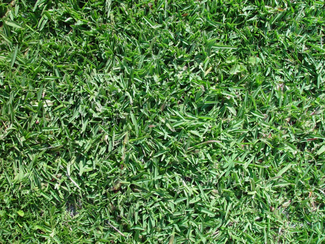 Buffalo Grass: The Ultimate Low-Maintenance Lawn?