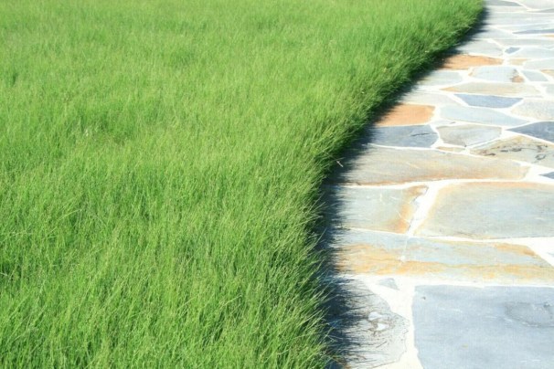 Buffalo Grass: The Ultimate Low-Maintenance Lawn?