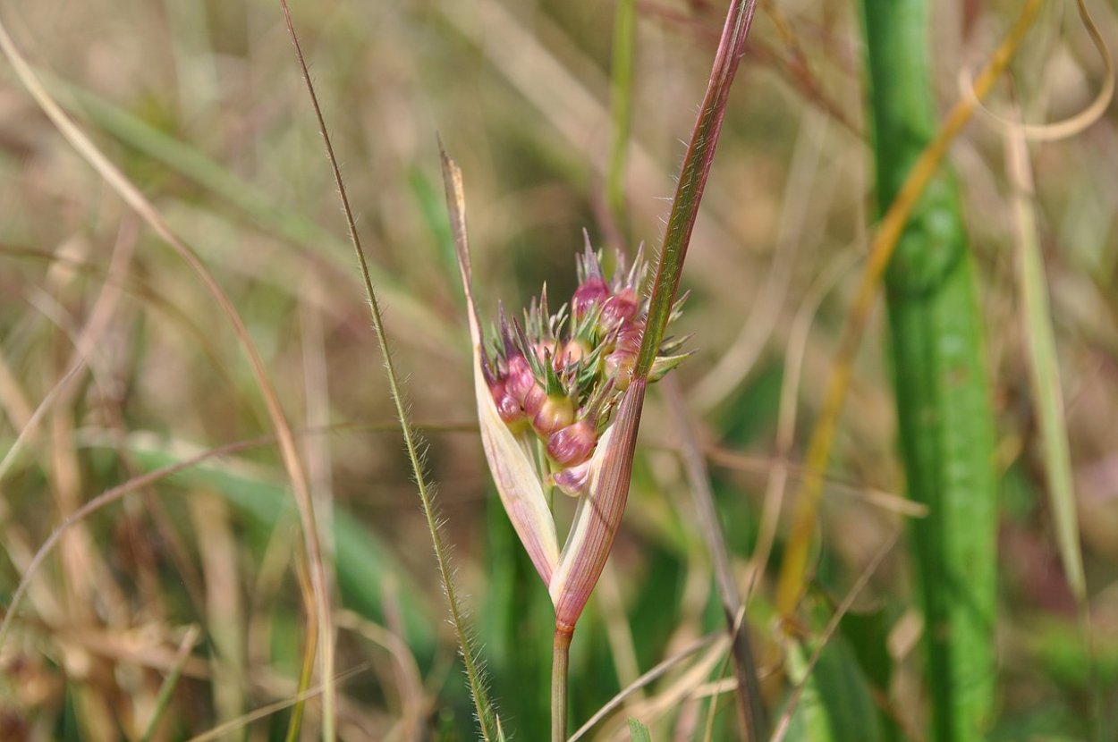 Buffalo Grass: The Ultimate Low-Maintenance Lawn?