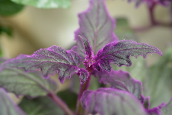 11 Spooky Plants for Colorful Halloween Containers