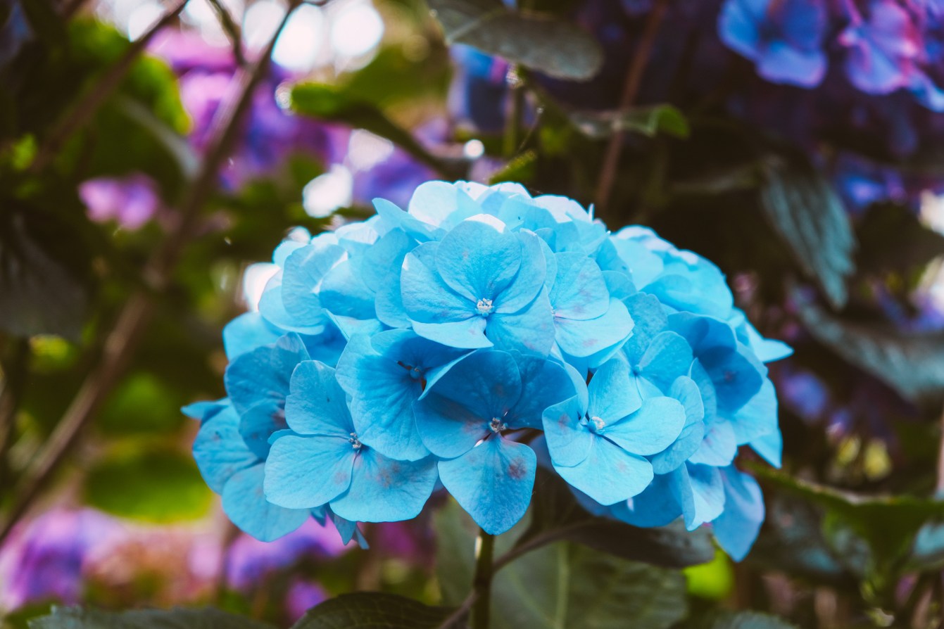 How to Showcase the 2025 Garden Color of the Year in Your Yard