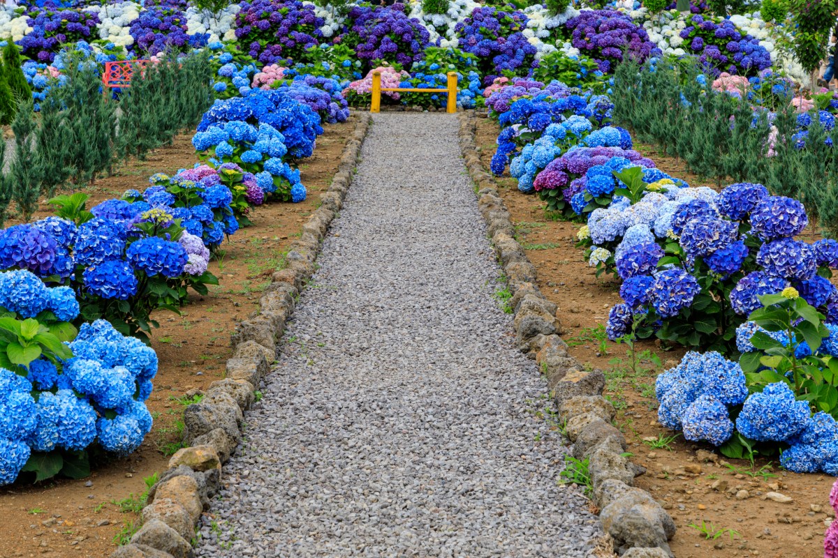 How to Showcase the 2025 Garden Color of the Year in Your Yard