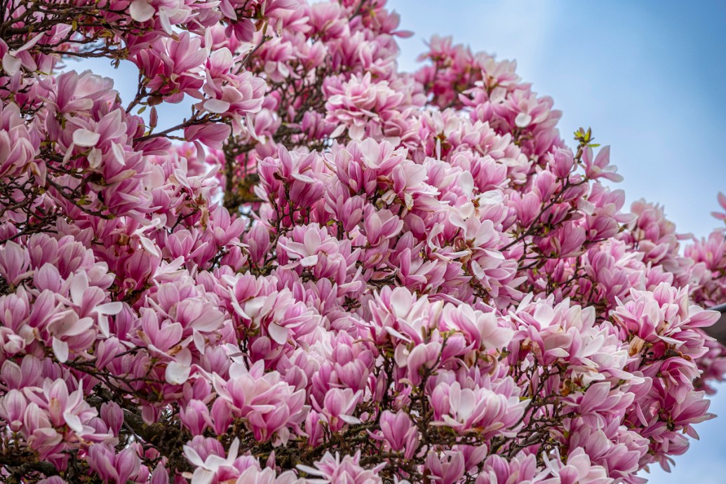 15 Types of Magnolia Trees Every DIY Landscaper Should Know