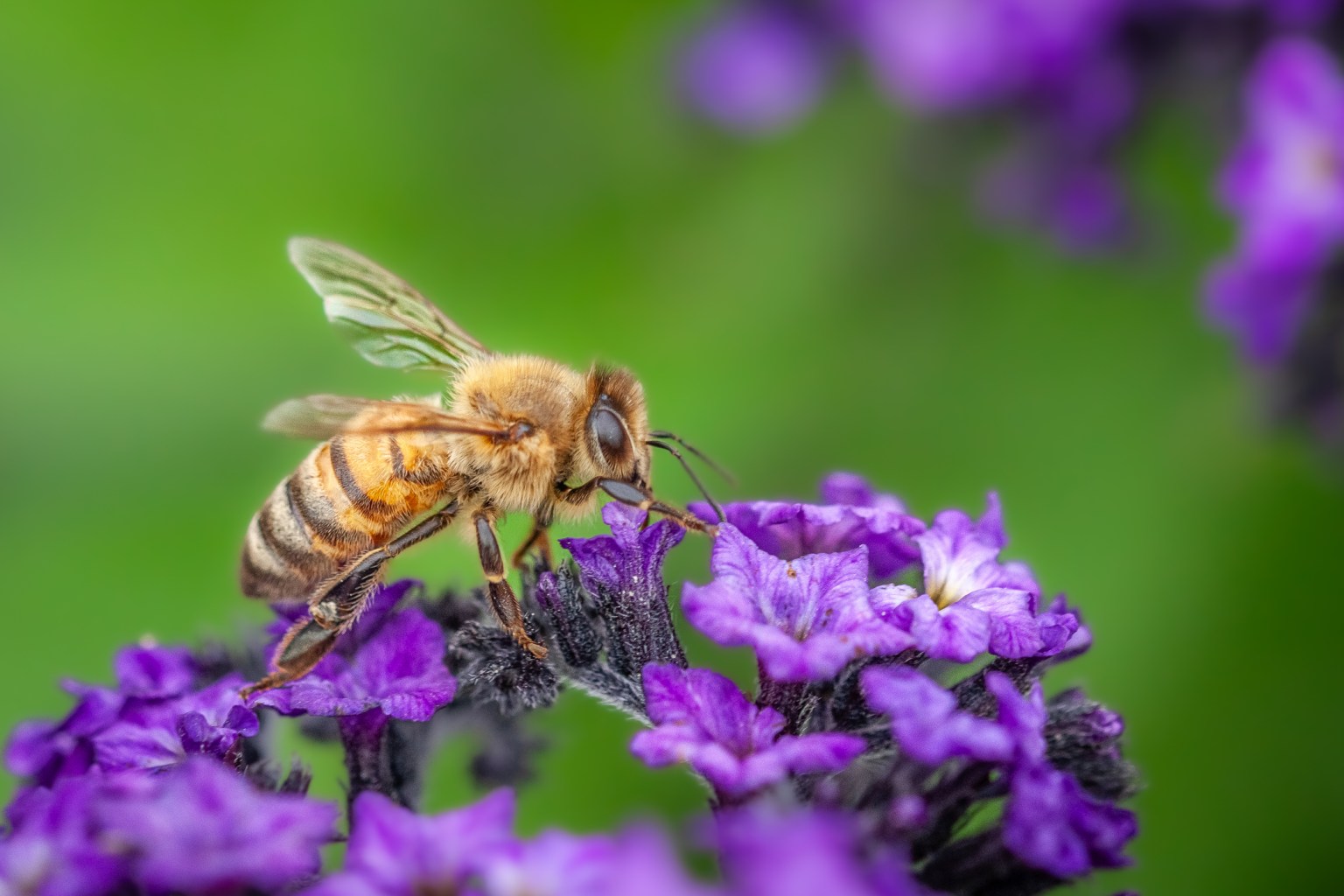 The Number One Thing You Can Do to Help Protect Native Bees Where You ...