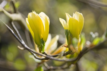 15 Types of Magnolia Trees Every DIY Landscaper Should Know