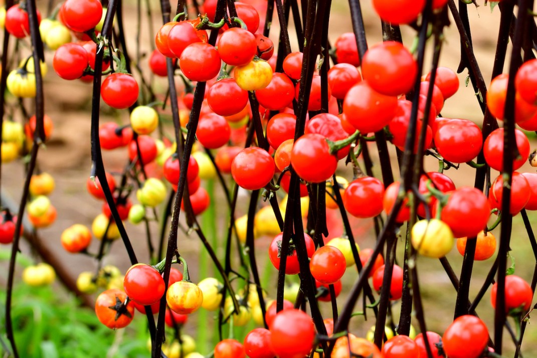 11 Spooky Plants for Colorful Halloween Containers